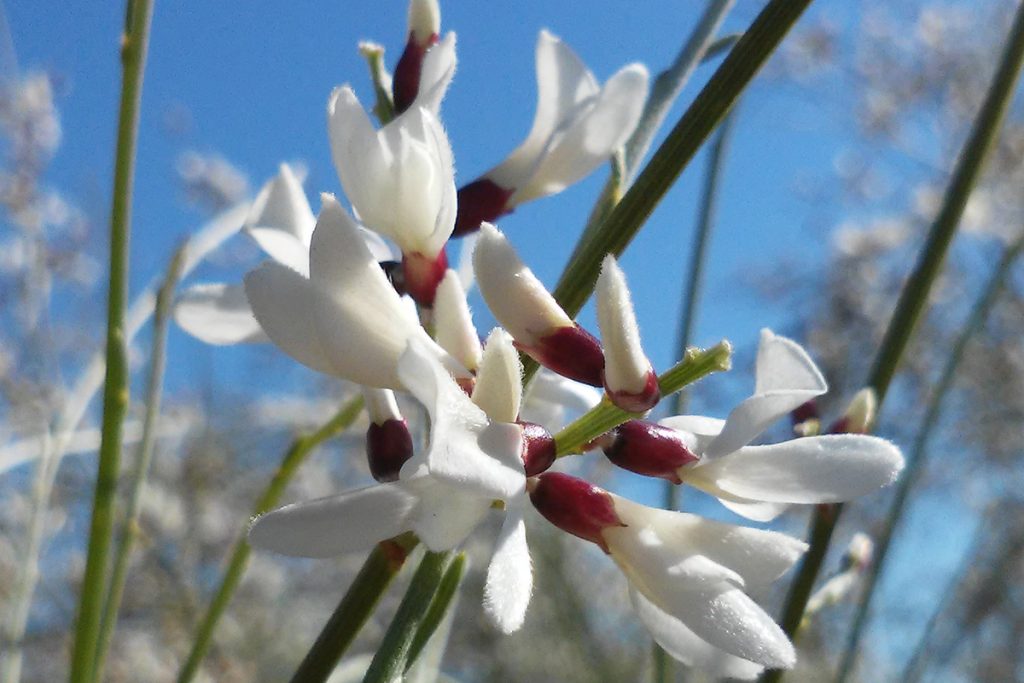 The Wildflowers Route – PerNatur